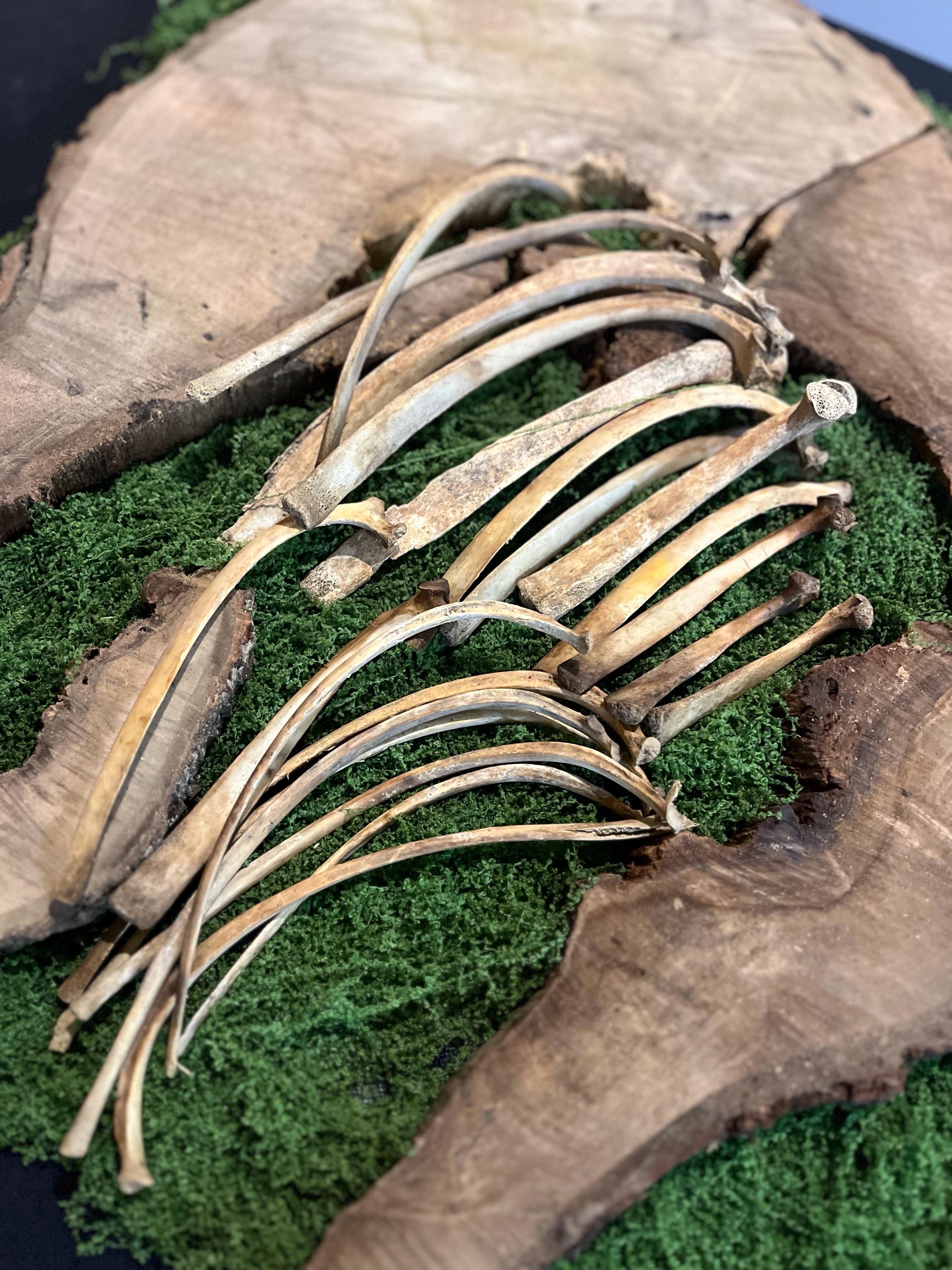 White Tailed Deer Bones **ethically Sourced**nature Cleaned** - Etsy