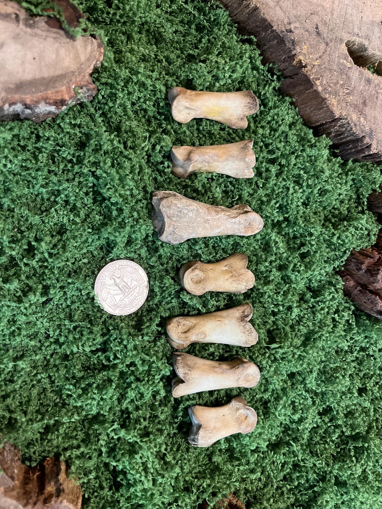 White Tailed Deer Bones **ethically Sourced**nature Cleaned** - Etsy