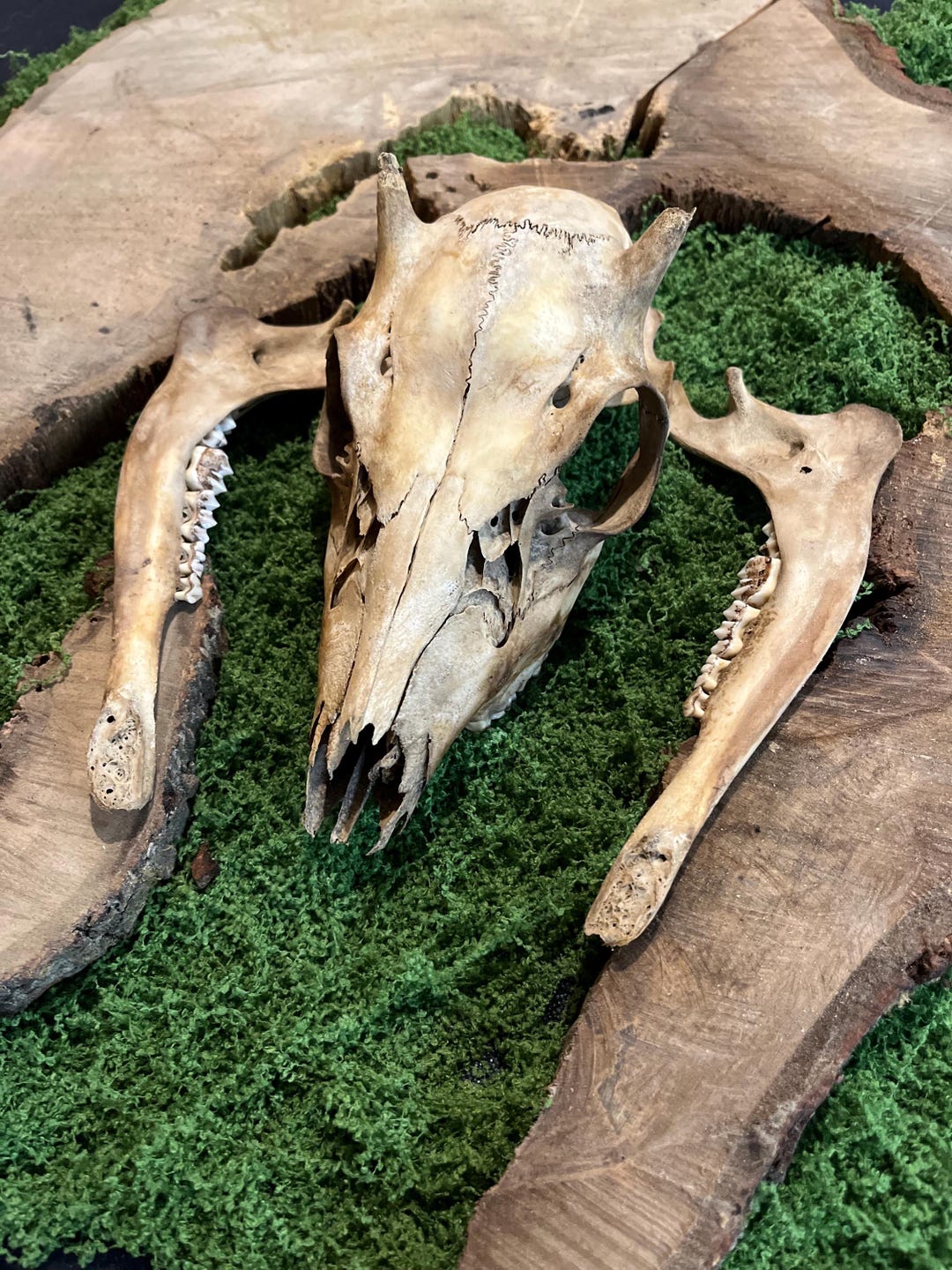 White Tailed Deer Bones **ethically Sourced**nature Cleaned** - Etsy