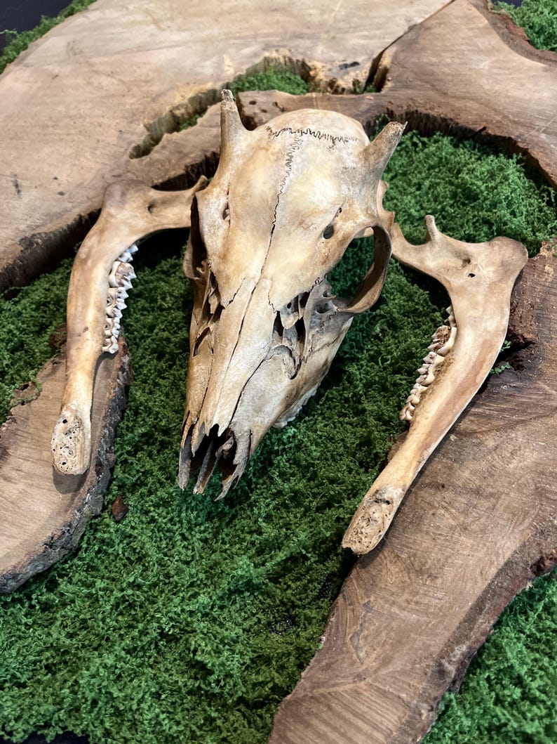 White Tailed Deer Bones **ethically Sourced**nature Cleaned** - Etsy