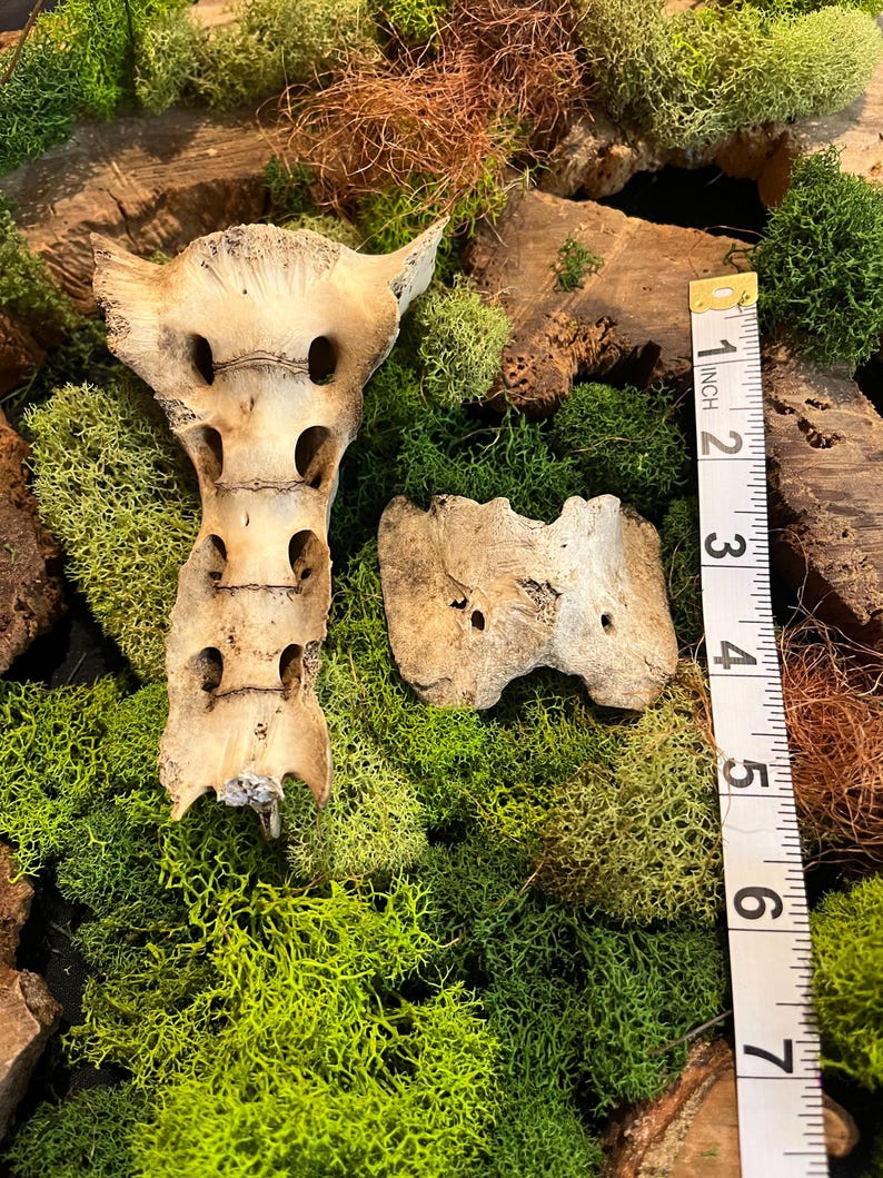 White Tailed Deer Bones **ethically Sourced**nature Cleaned** - Etsy