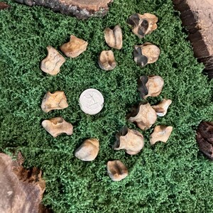 White Tailed Deer Bones **ethically Sourced**nature Cleaned** - Etsy