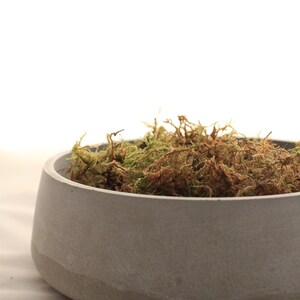 Concrete Moss Bowl - Etsy