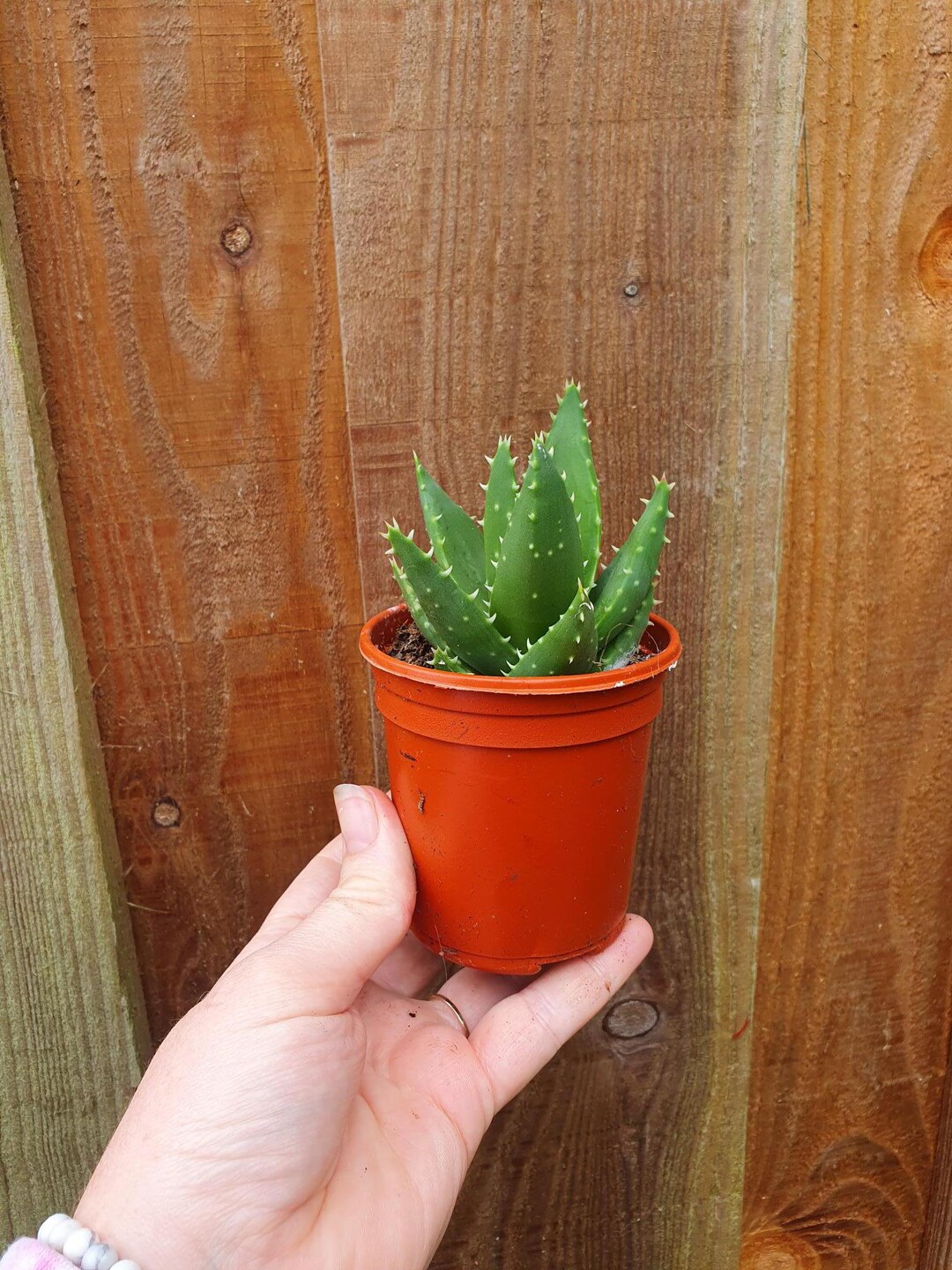 Aloe Brevifolia, Short Leaved Aloe, Succulent, Grown in A 9cm Pot ...