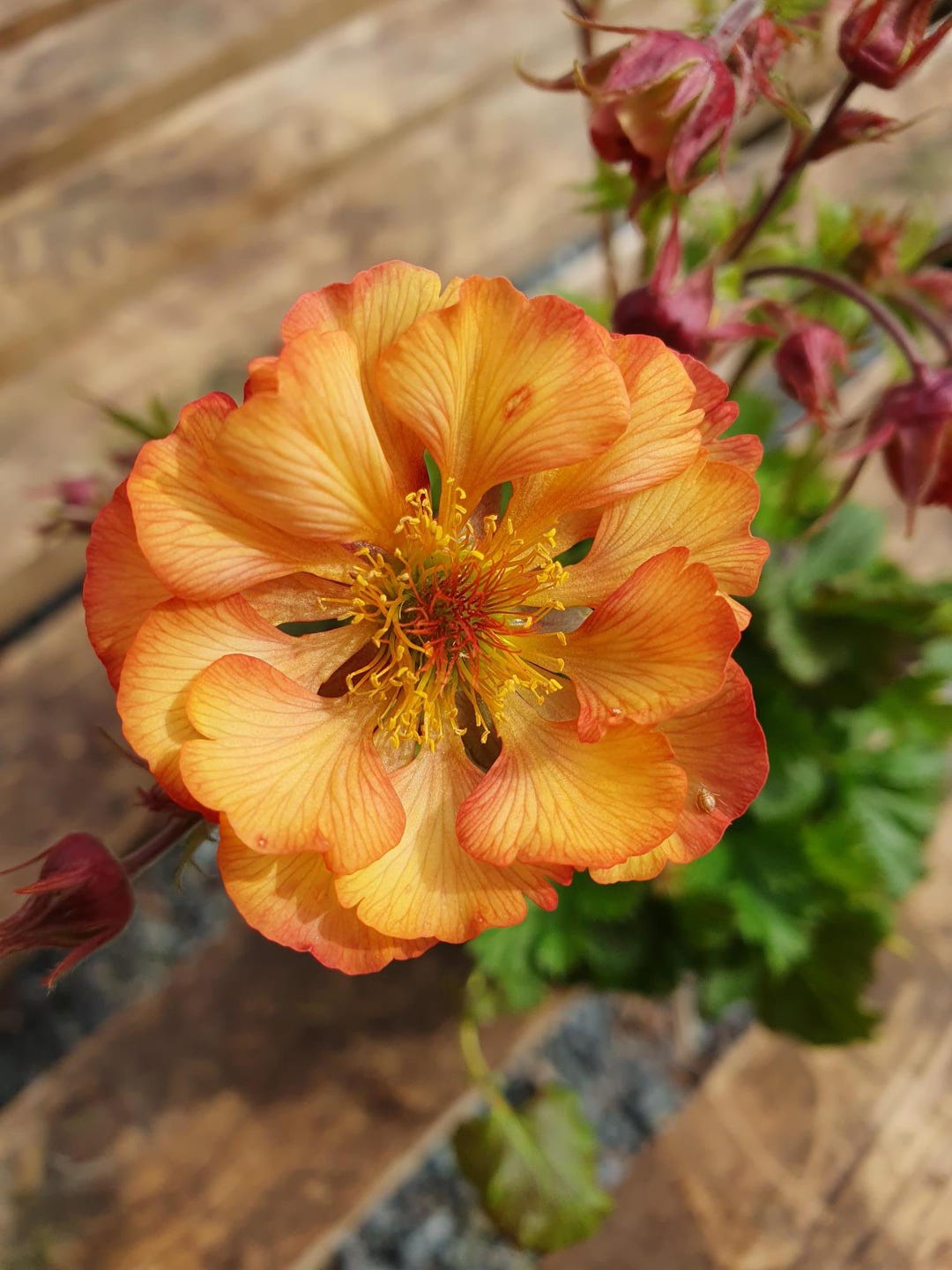 Geum Nonna Perennial Border Grown in A 9cm Pot Ready to Plant - Etsy UK