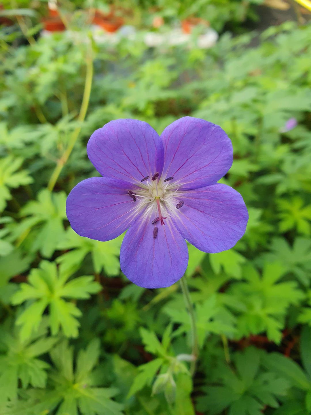 Geranium Brookside, Perennial, Border, Grown in A 9cm Pot, Ready to ...