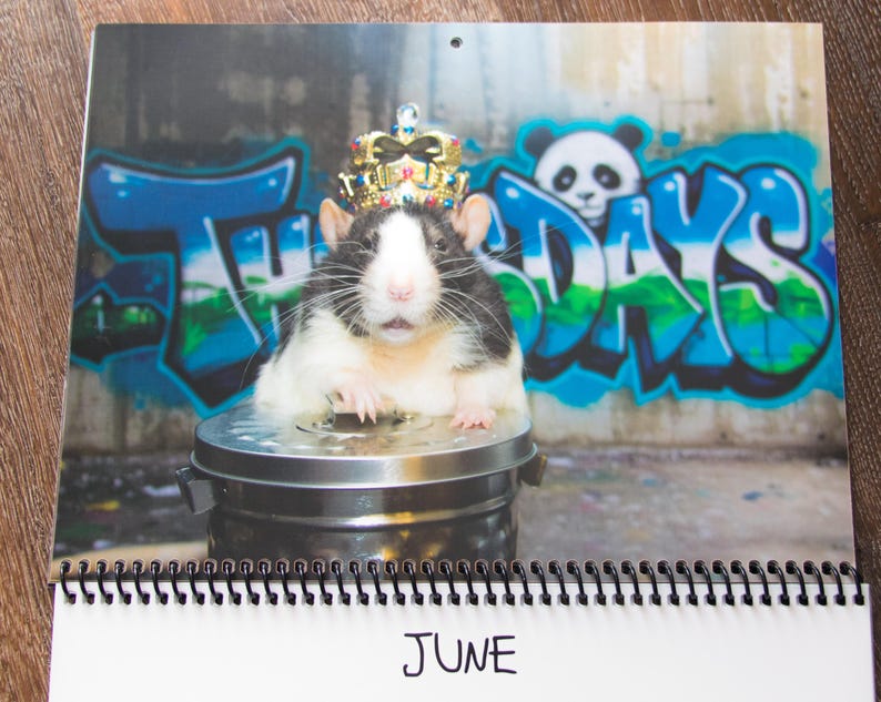 2026 RATS IN HATS With the Rats of Marty Mouse House - Pet Rat Wall ...