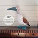 CROCHET PATTERN Blue-footed Booby Bird - Etsy