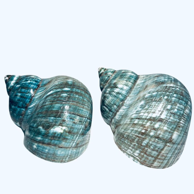 Turquoise Seashells - Etsy