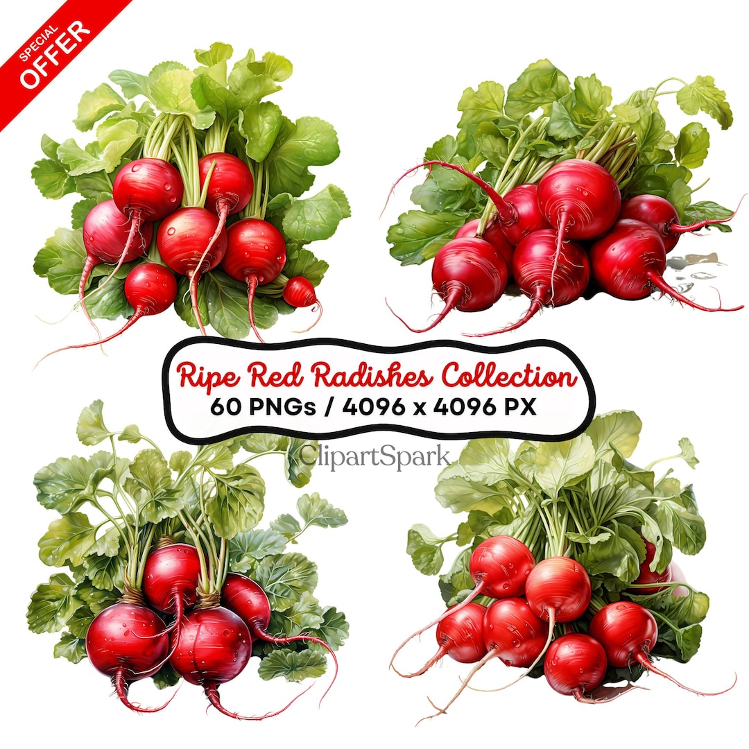 Ripe Red Radishes Clipart Collection 60 Pngs 4096x4096 Px Watercolor ...