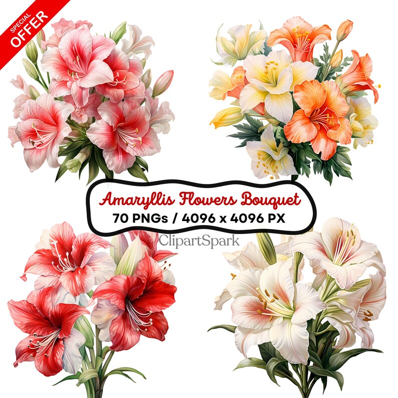 Amaryllis Flowers Clipart Collection 70 Pngs 4096x4096 Px Watercolor ...