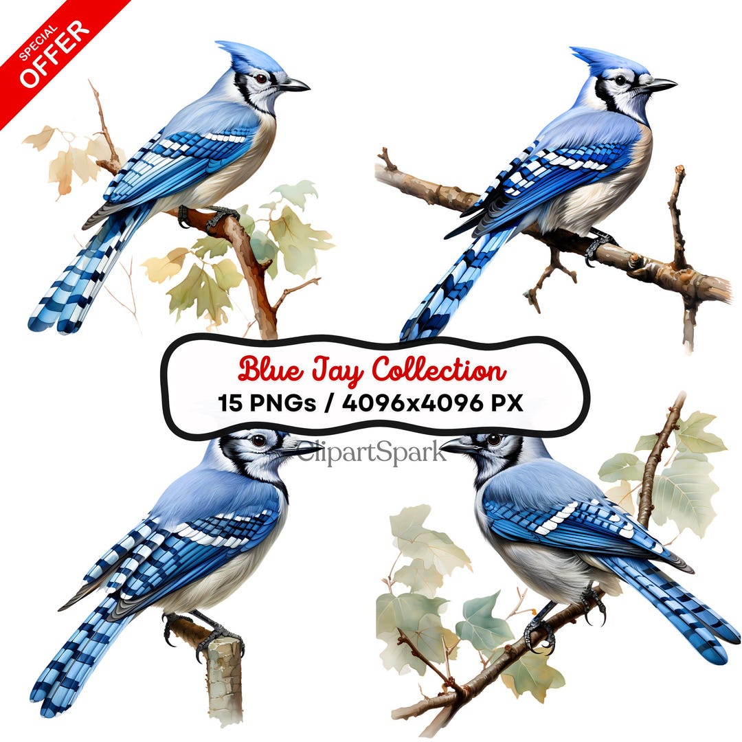 Blue Jay Clipart Collection - 15 High-resolution - Pngs Bird ...