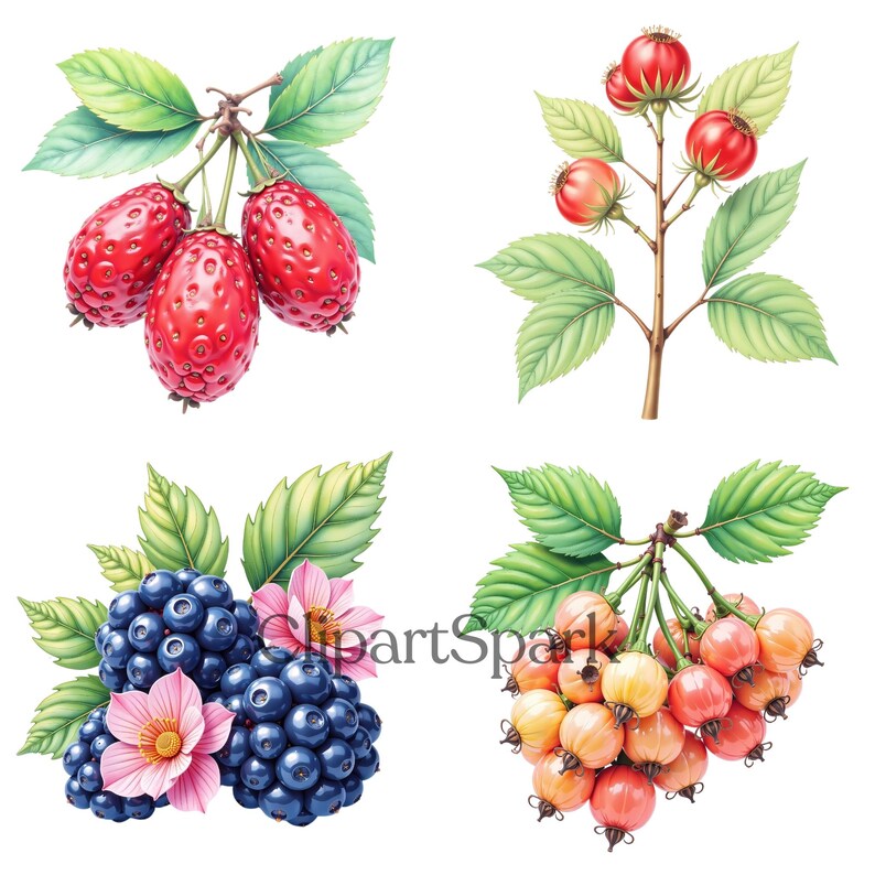 Different Types of Berries Clipart 100 Pngs 4096x4096 Px Fruit ...