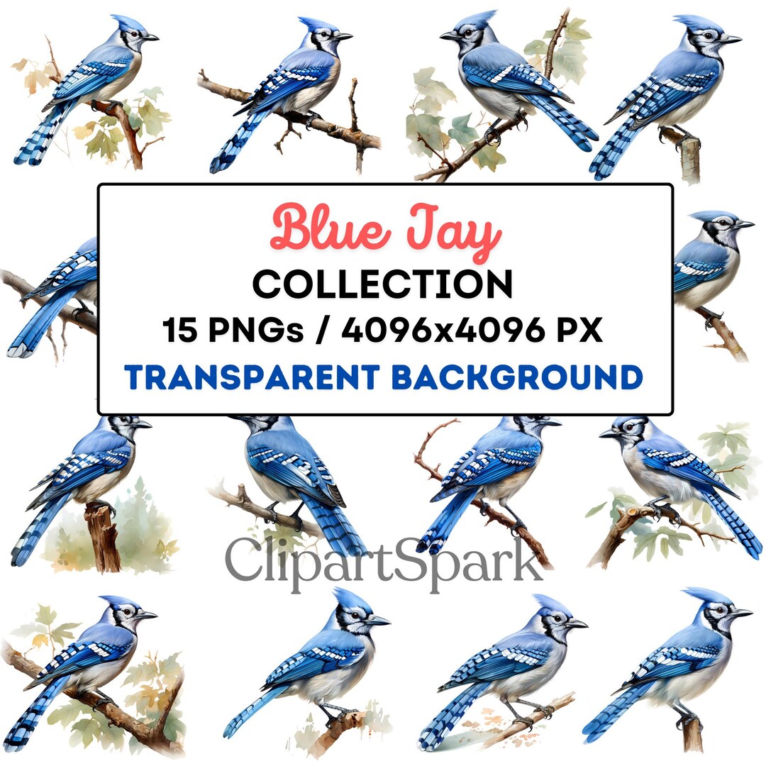Blue Jay Clipart Collection - 15 High-resolution - Pngs Bird ...