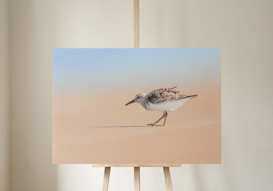 Sanderling Bird Fine Art Print | Beach Photography, Signed - Etsy