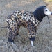 Leopard Print Fleece Snoodie Pajamas Standard SMALL - Etsy