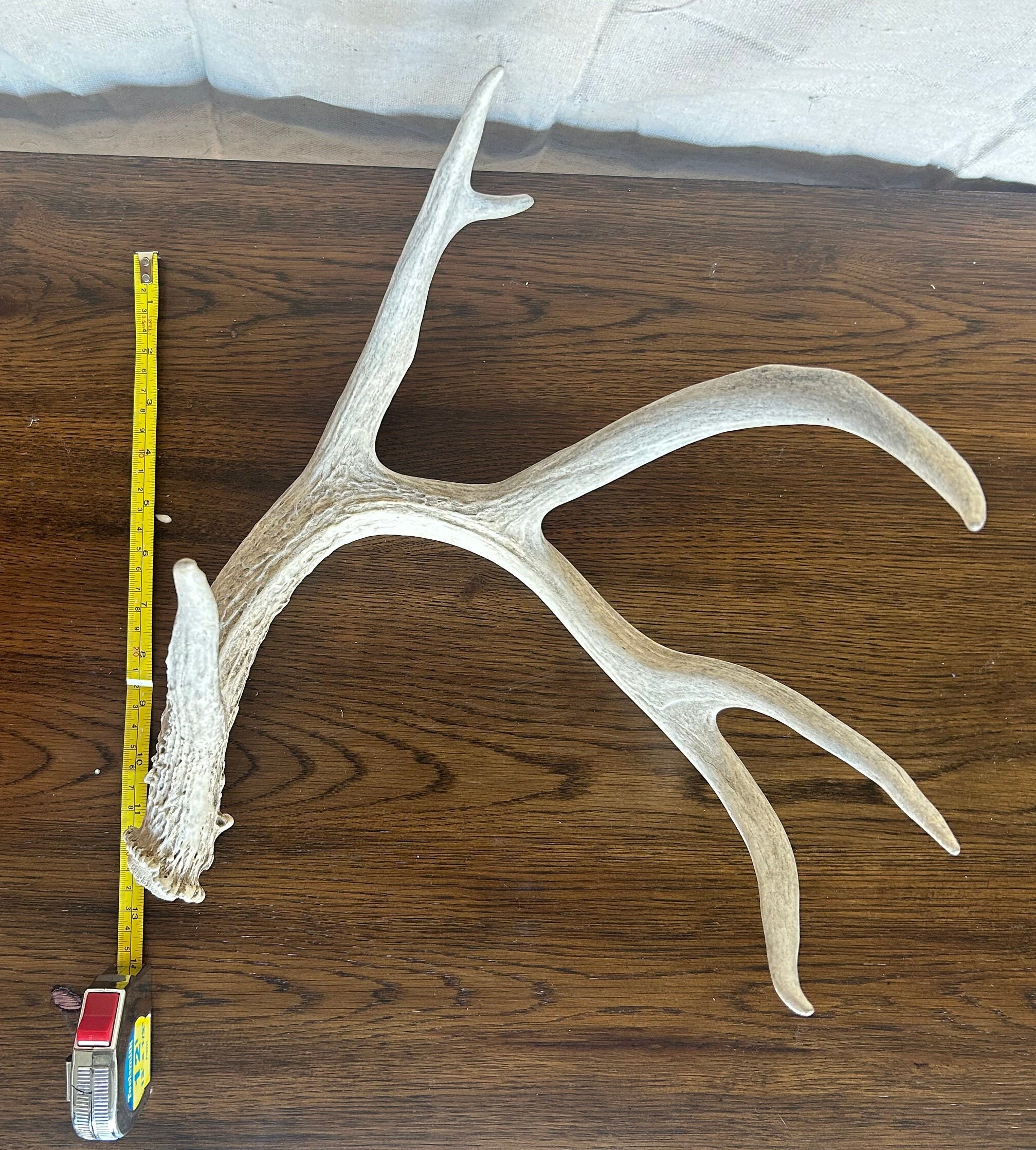 Large Brown Whitetail Deer Antler - Etsy