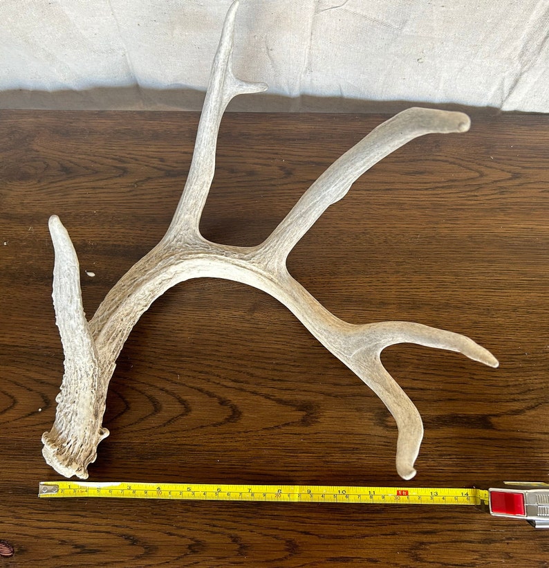 Large Brown Whitetail Deer Antler - Etsy