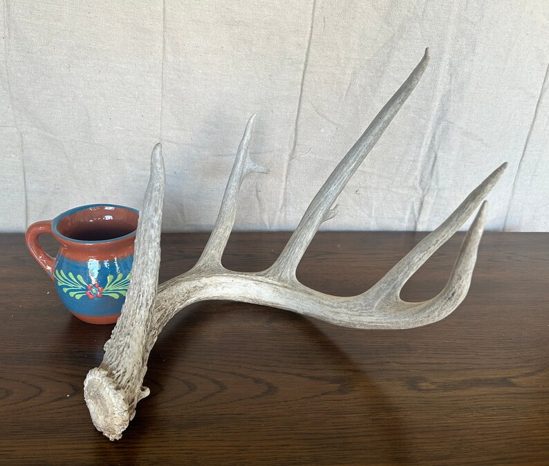 Large Brown Whitetail Deer Antler - Etsy
