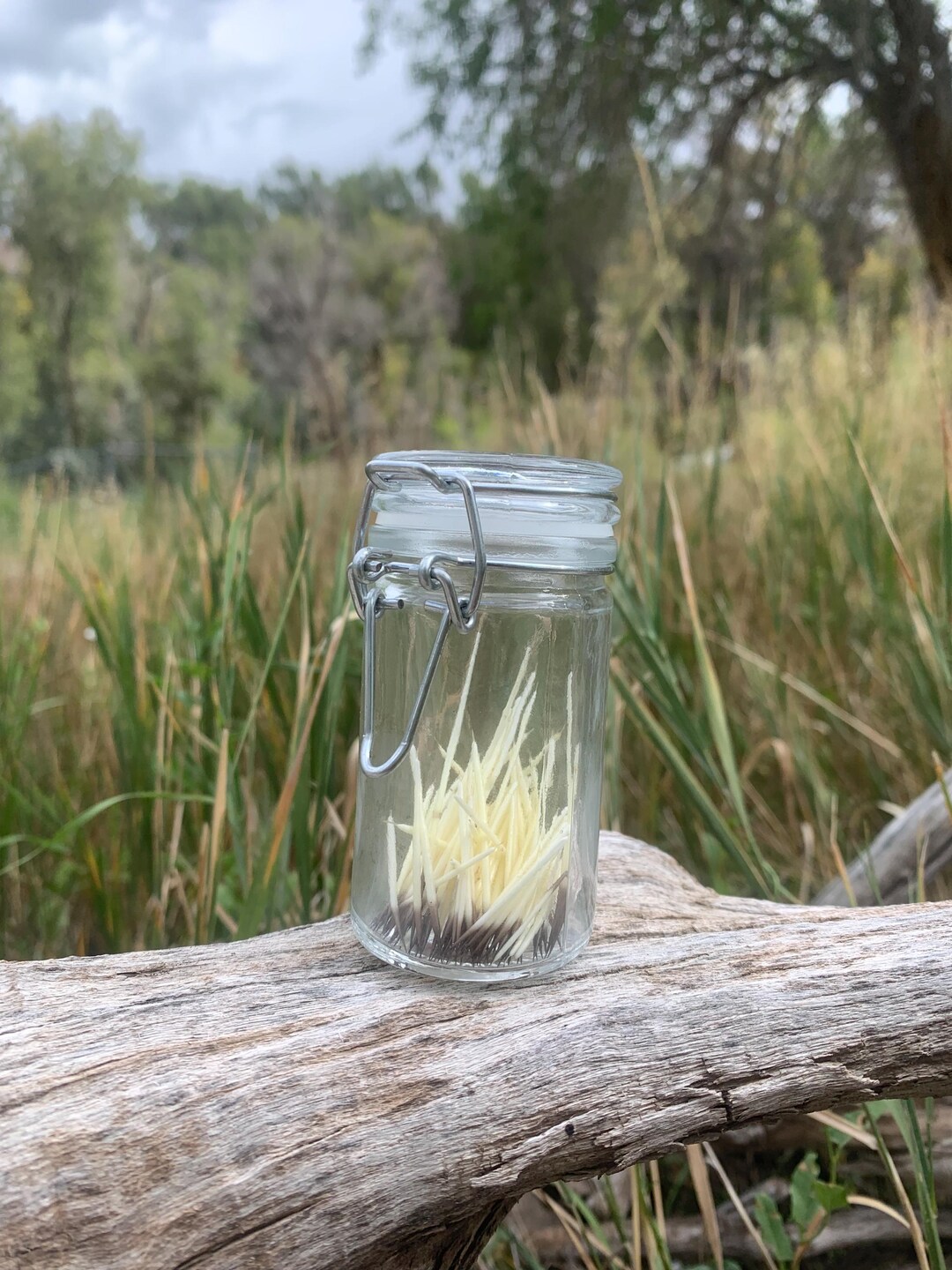 Real North American Porcupine Quills - Etsy