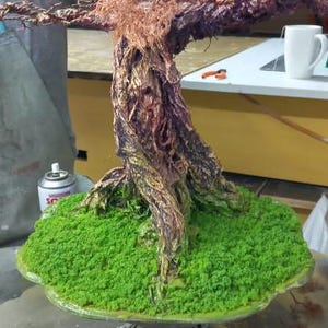 Sycamore Tree Bonsai in Ceramic Pot - Etsy