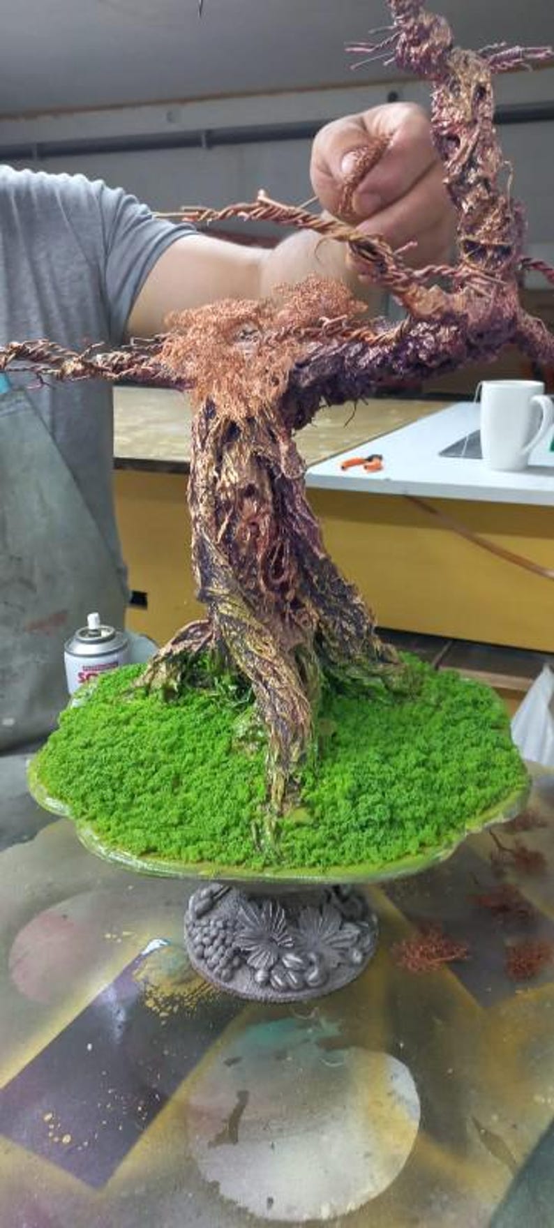 Sycamore Tree Bonsai in Ceramic Pot - Etsy