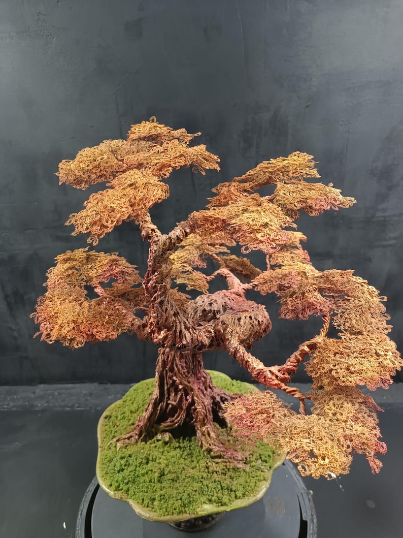 Sycamore Tree Bonsai in Ceramic Pot - Etsy