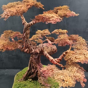 Sycamore Tree Bonsai in Ceramic Pot - Etsy