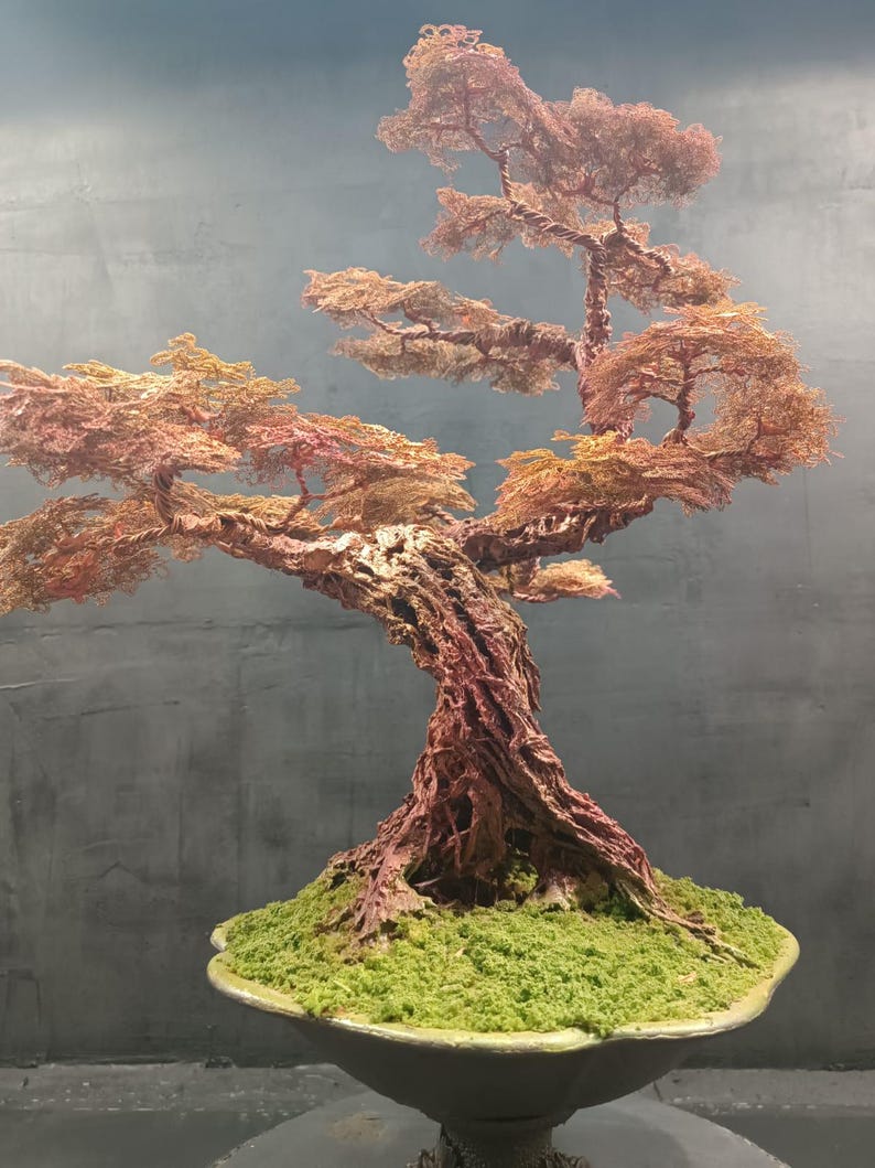 Sycamore Tree Bonsai in Ceramic Pot - Etsy