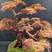 Sycamore Tree Bonsai in Ceramic Pot - Etsy