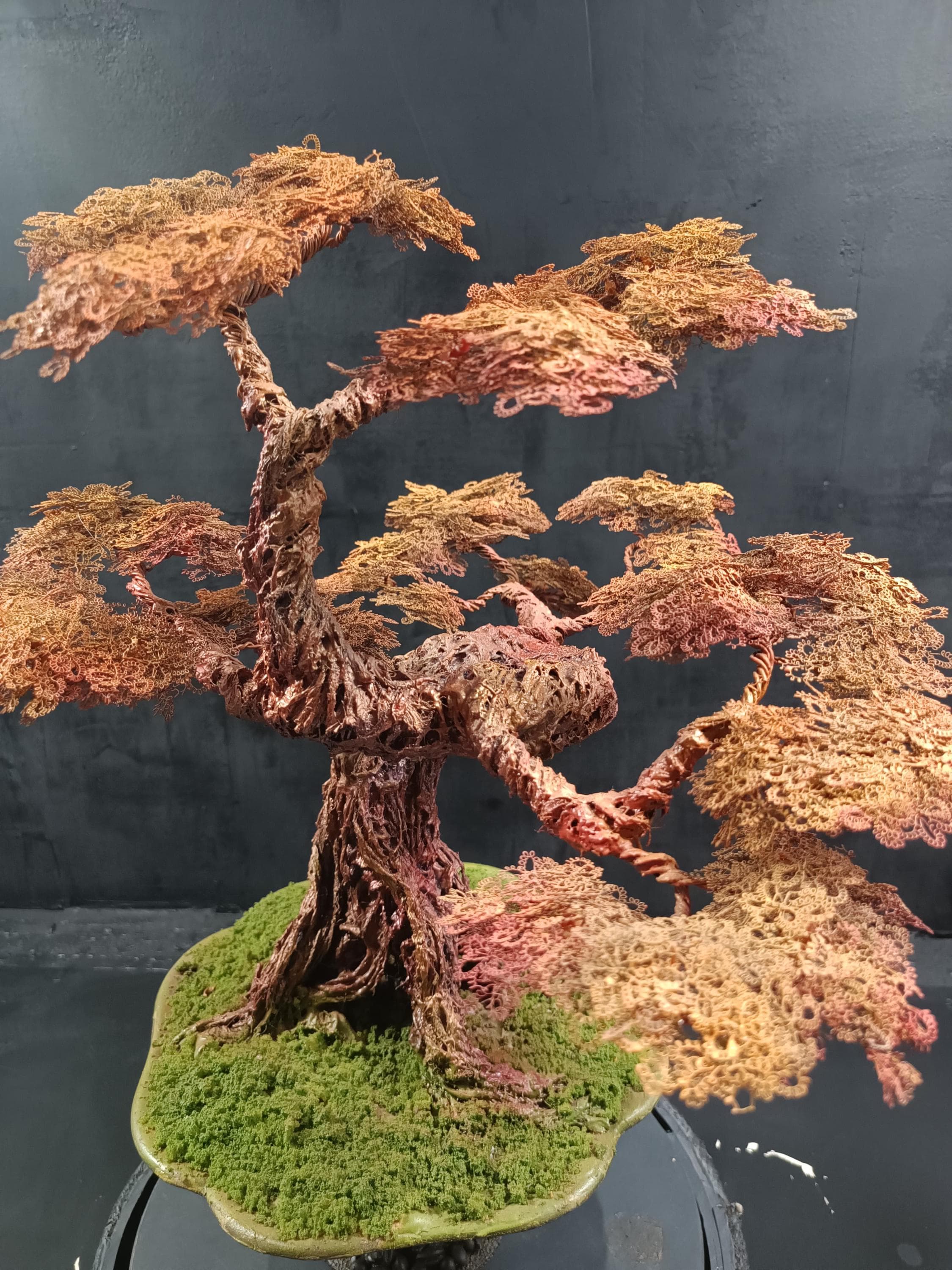 Sycamore Tree Bonsai in Ceramic Pot - Etsy