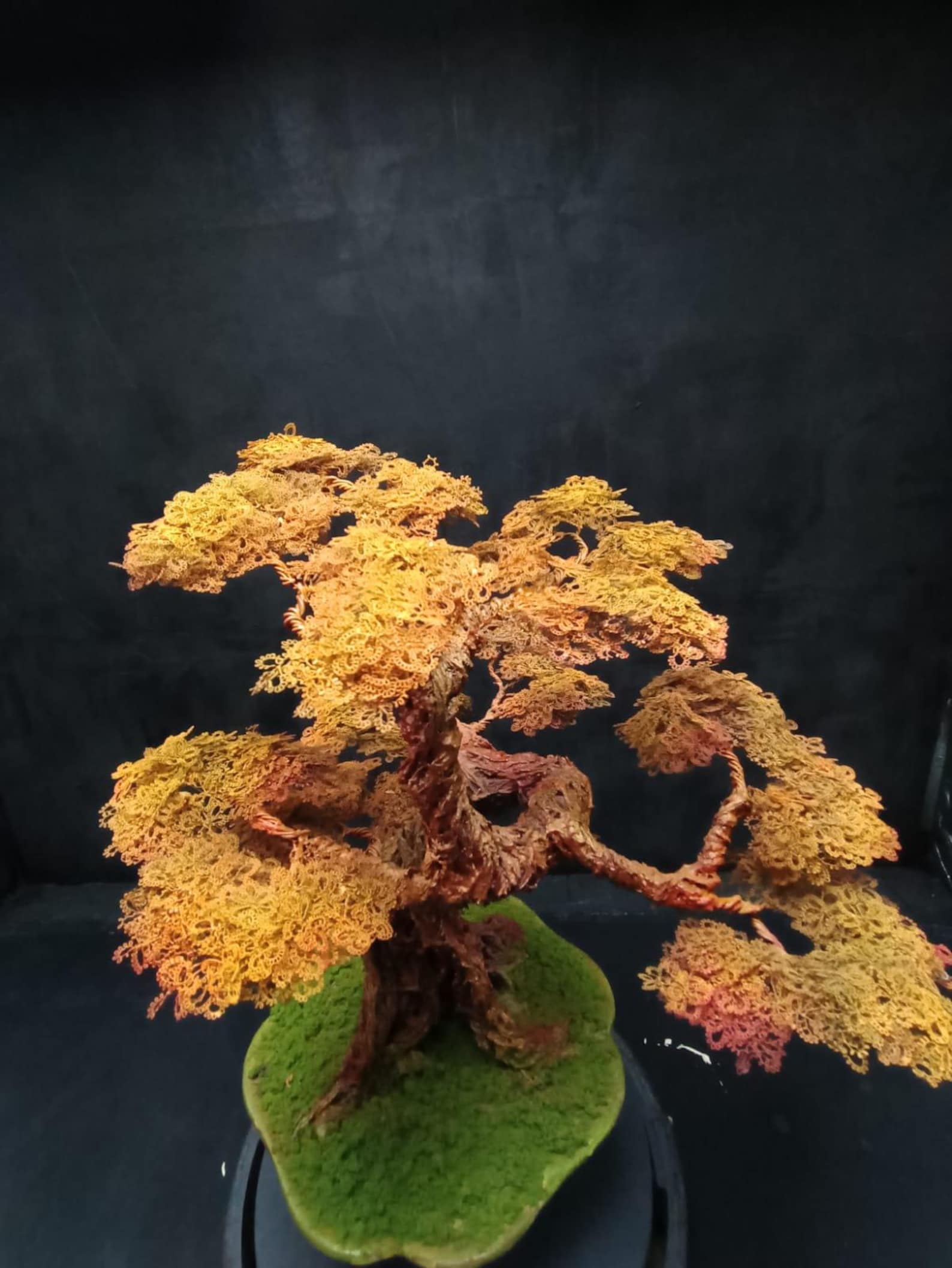 Sycamore Tree Bonsai in Ceramic Pot - Etsy