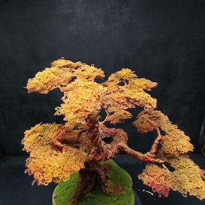 Sycamore Tree Bonsai in Ceramic Pot - Etsy