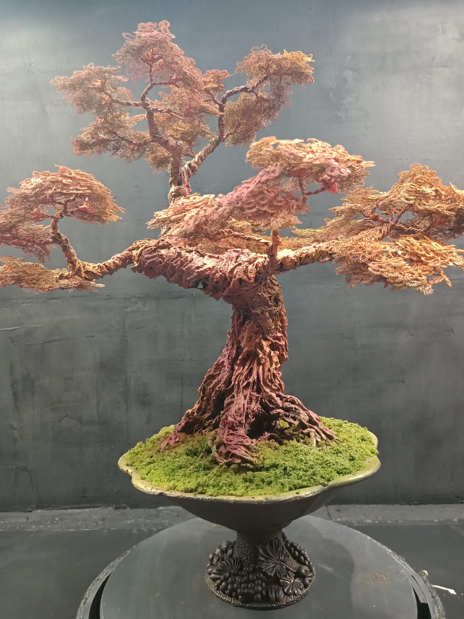 Sycamore Tree Bonsai in Ceramic Pot - Etsy