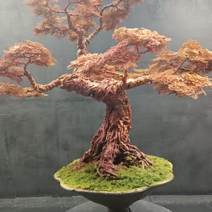 Sycamore Tree Bonsai in Ceramic Pot - Etsy