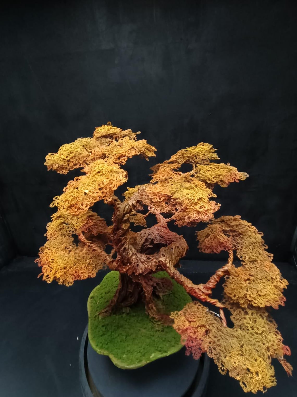 Sycamore Tree Bonsai in Ceramic Pot - Etsy