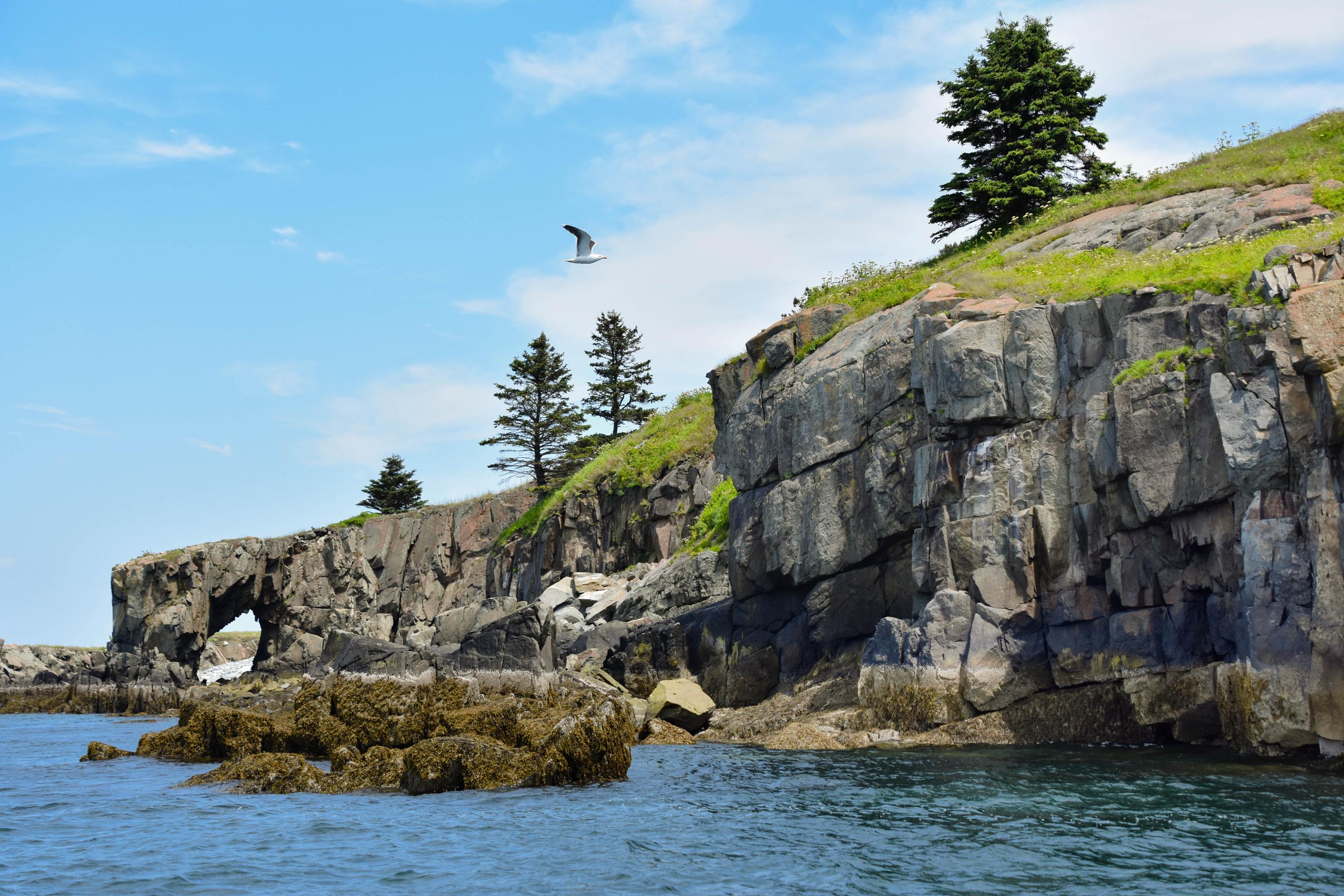 Maine Coastal Cliffs With Natural Arch and Seagull Scenic Ocean ...