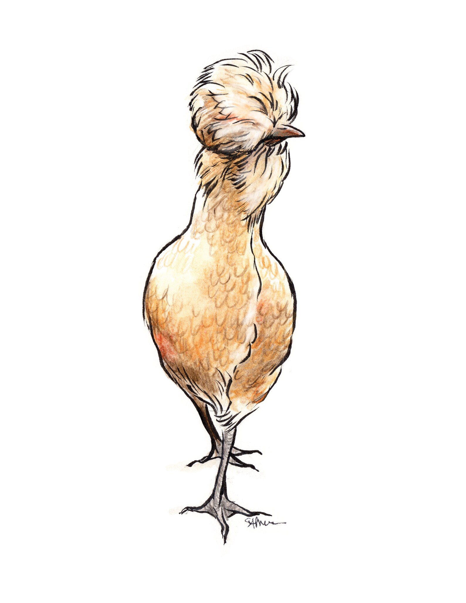 Polish Chicken Art, Brush Pen Sketch, Watercolor - Etsy