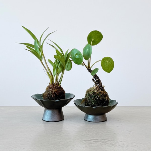 Kokedama Arrangement - Etsy