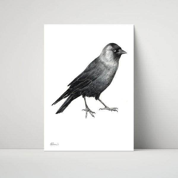 Jackdaw - Etsy