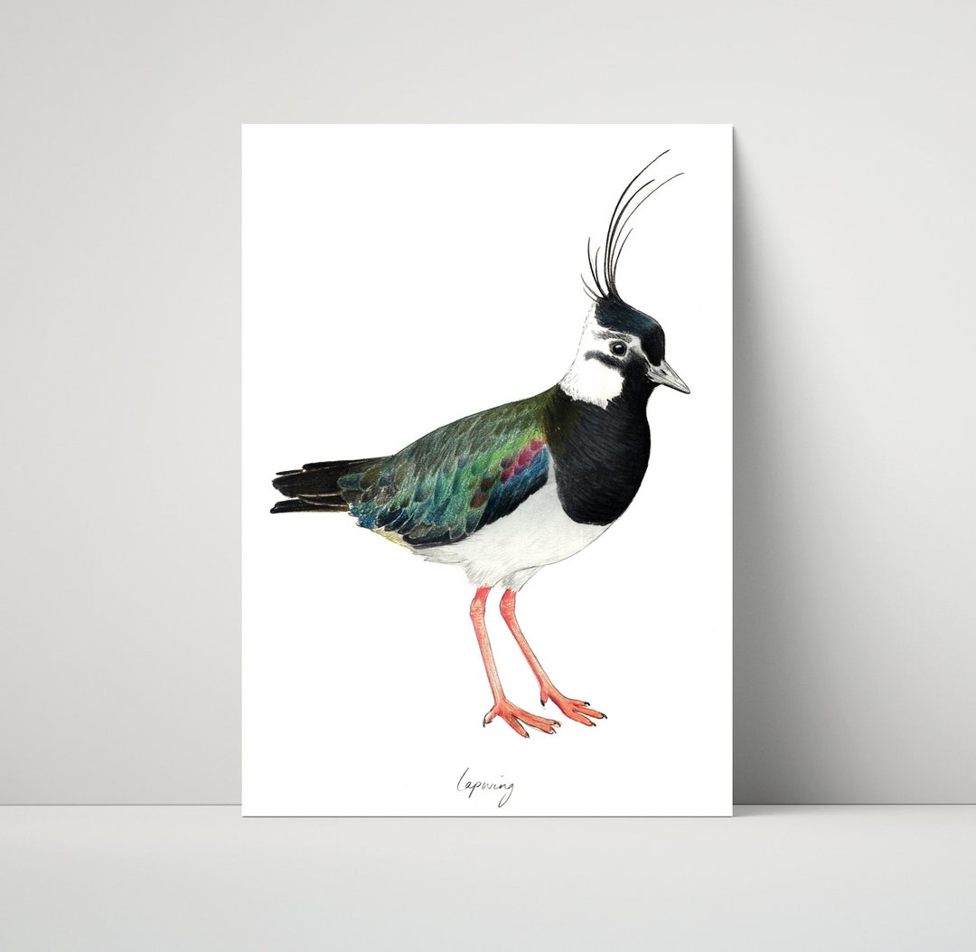 Lapwing - Giclée, Archival Print of Illustration / Drawing - Etsy