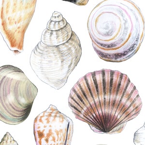 Shells - Archival Print of Drawings - Etsy