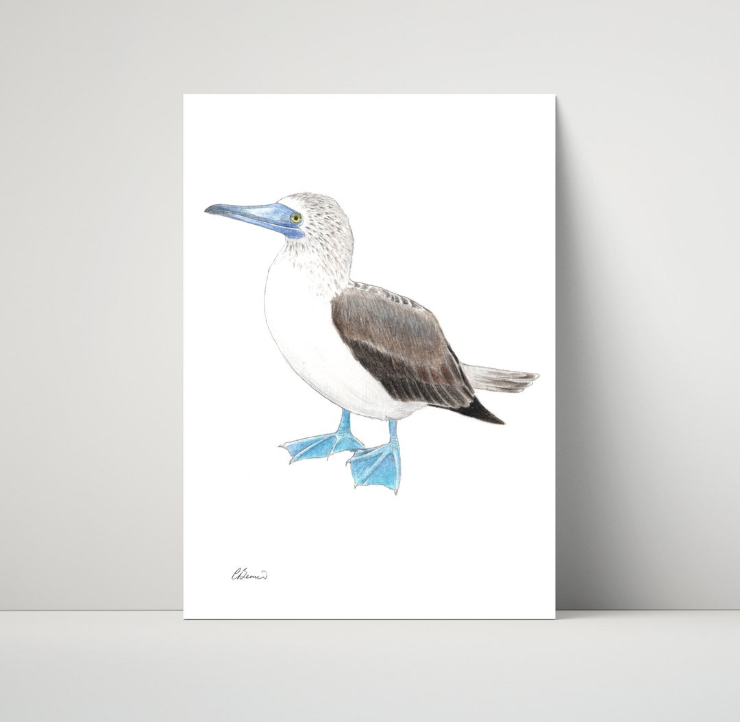 Blue-footed Booby - Archival Print - Etsy