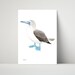 Blue-footed Booby - Archival Print - Etsy