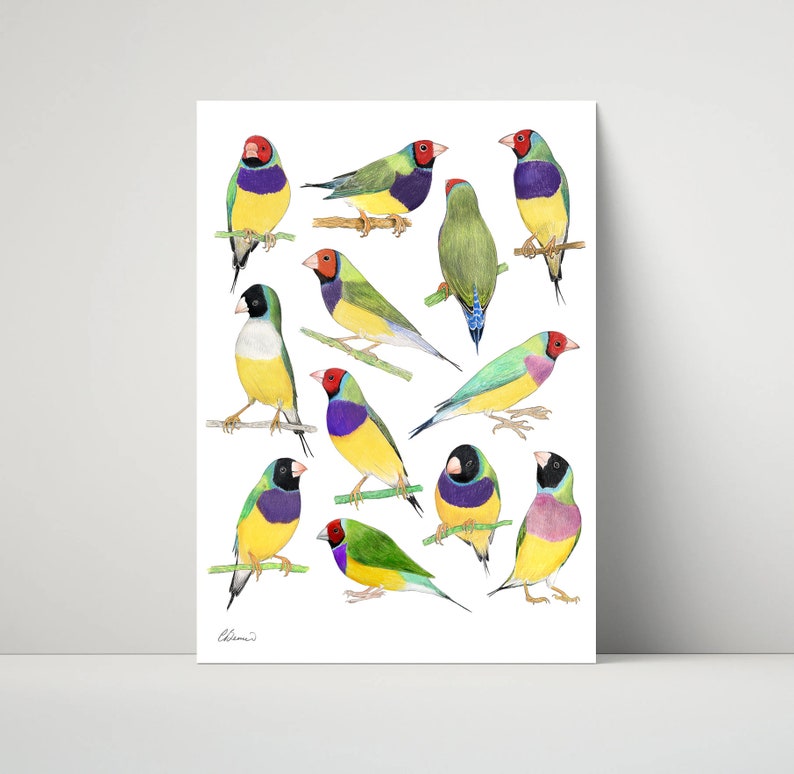 Gouldian Finches - Archival Print Created From Pencil Drawings ...