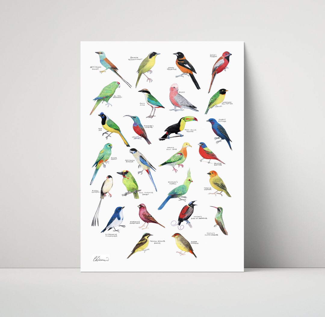 A to Z of Colourful Birds Alphabet Print - Giclee Bird Wall Art - Etsy
