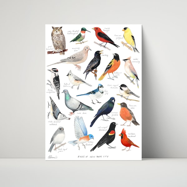 British Birds Poster - Etsy UK