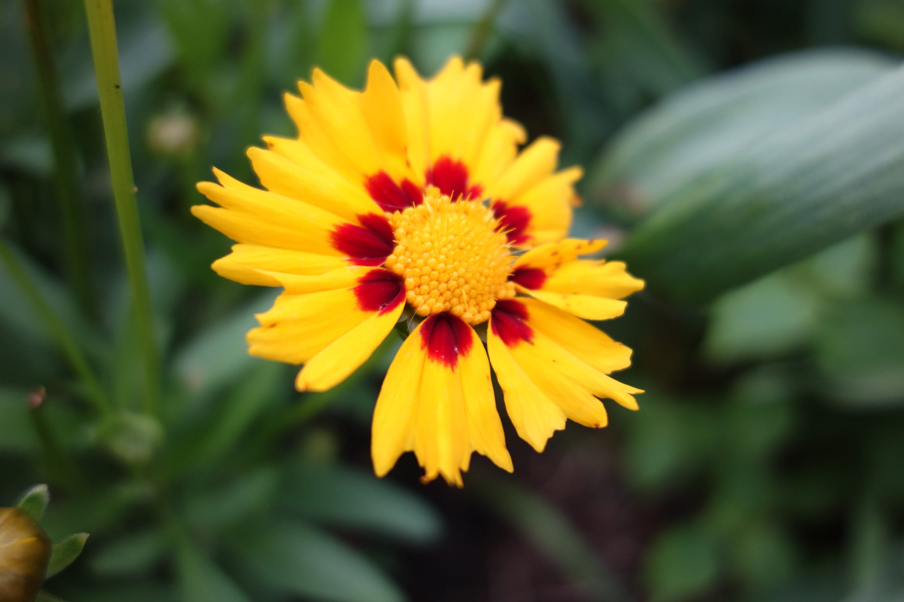 Dye Garden Seed Collection 5 Packets of Dye Plant Seeds 1 | Etsy