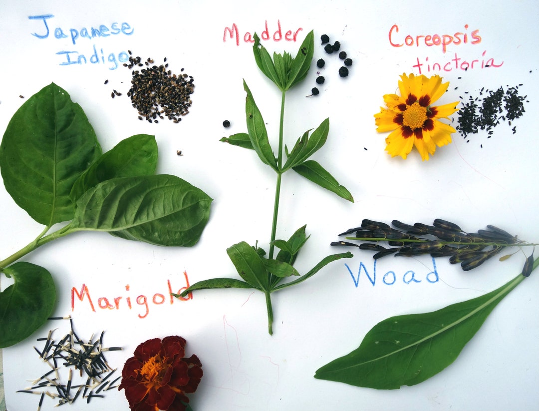 Dye Garden Seed Collection 5 Packets of Dye Plant Seeds 1 Packet Each ...