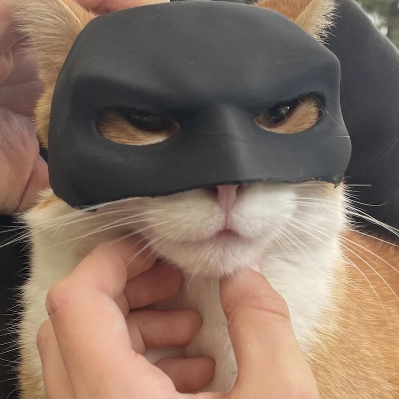 Bat Mask for Cat - Etsy Canada